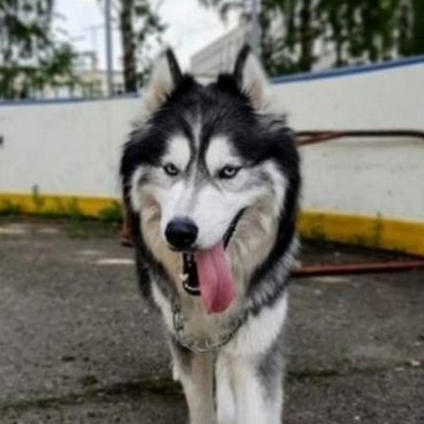 Отдам хаски бесплатно. Желательно в частный дом