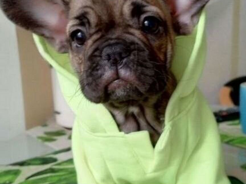 Французский бульдог щенок 3 месяца