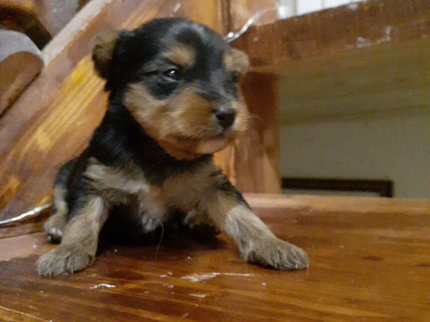 Йорк+ тойчик