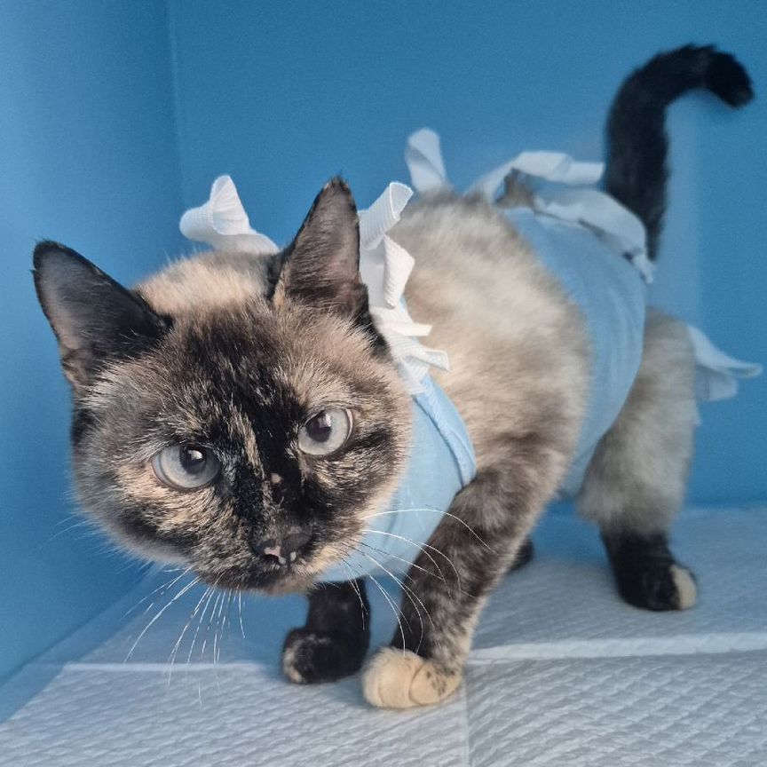 Взрослая кошка в добрые руки