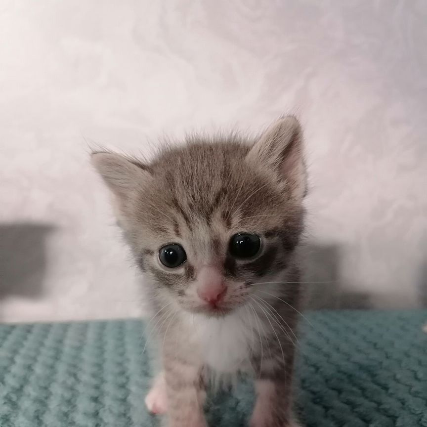 Котята в добрые руки бесплатно