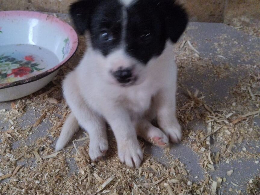 Щенки в отлове