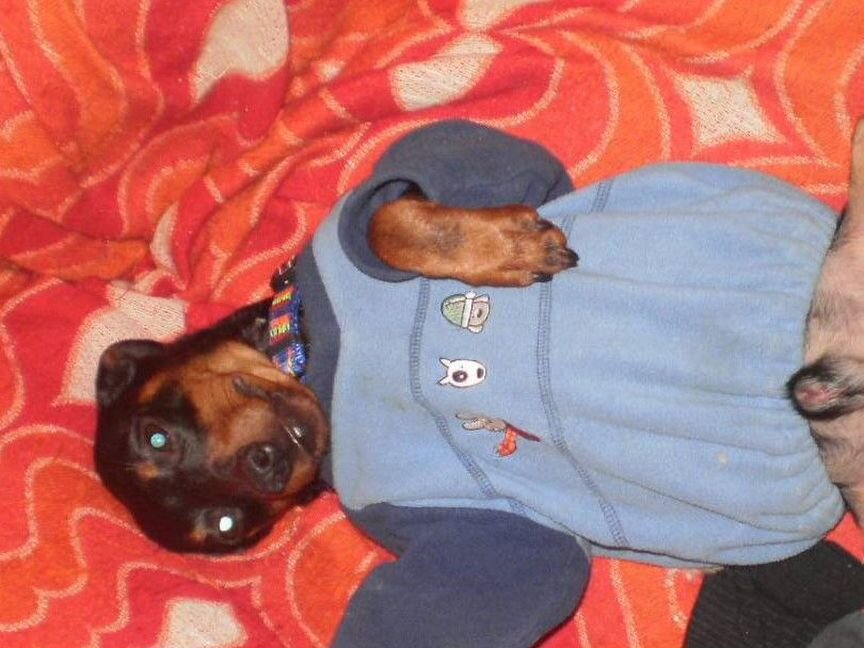 Пинчер 7 мес