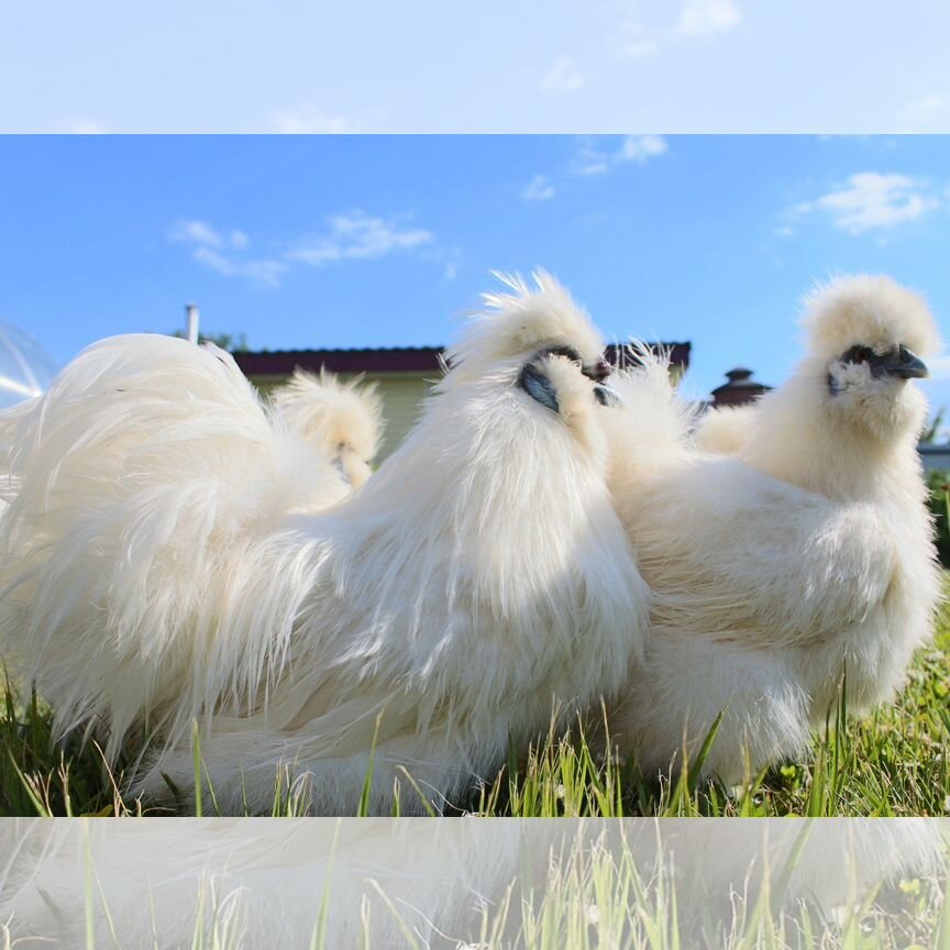 Принимаю заказы на цыплят шолковых китайских кур