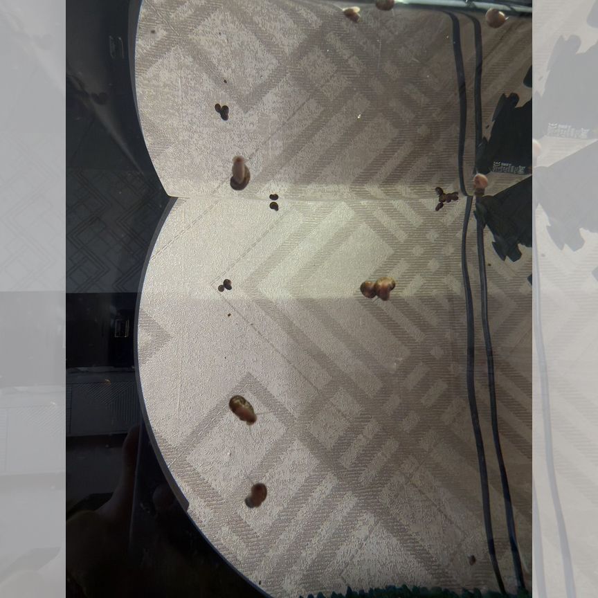 Улитки катушки