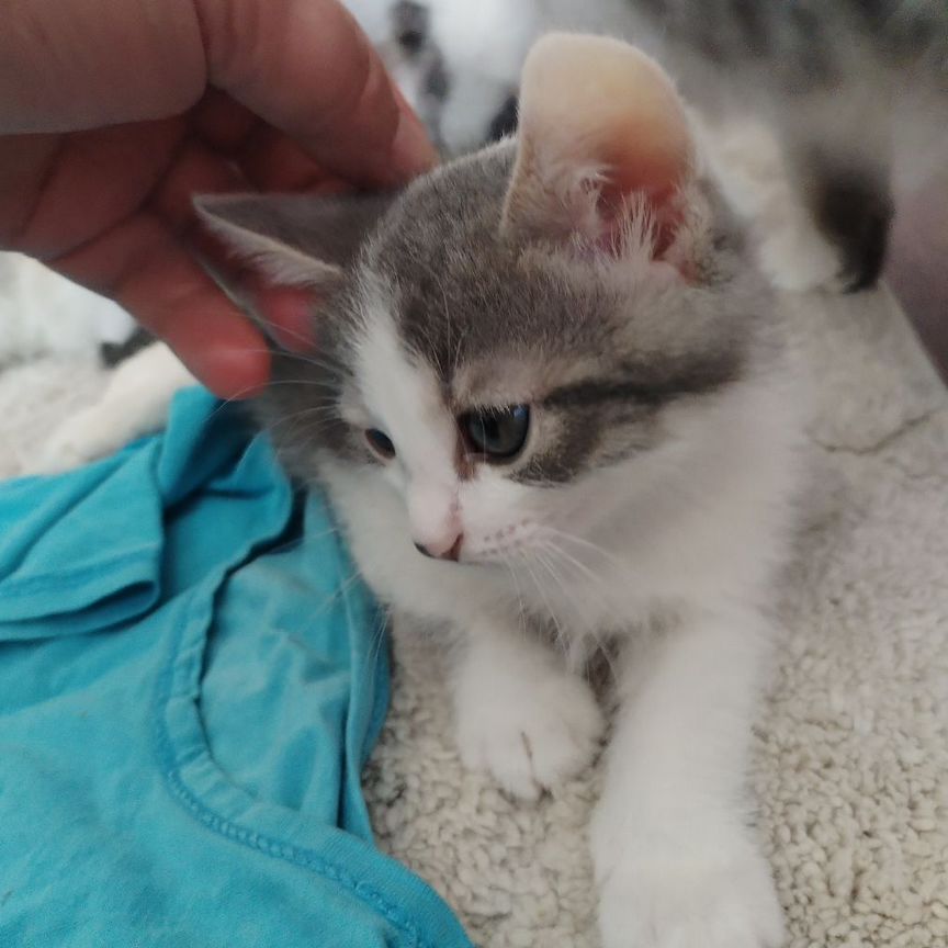 Отдам кота в добрые руки бесплатно