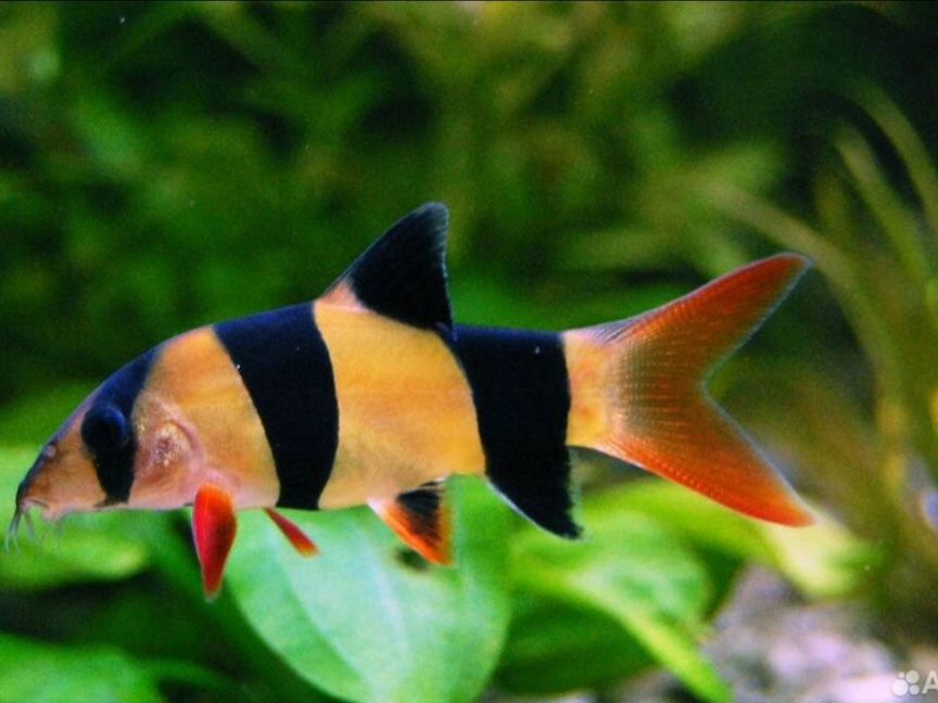 Рыба Боция-клоун