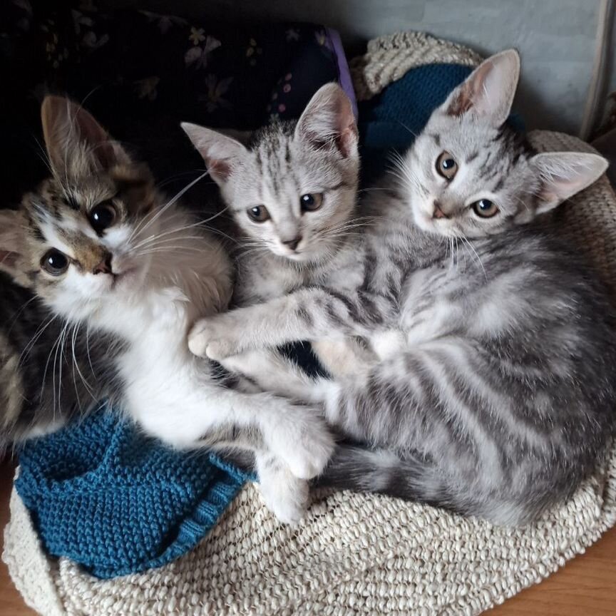 Отдаю бесплатно котенка