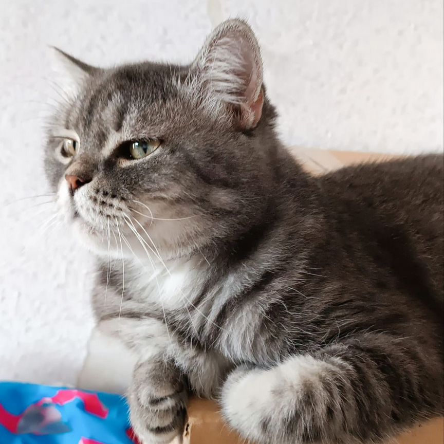 Шотландская