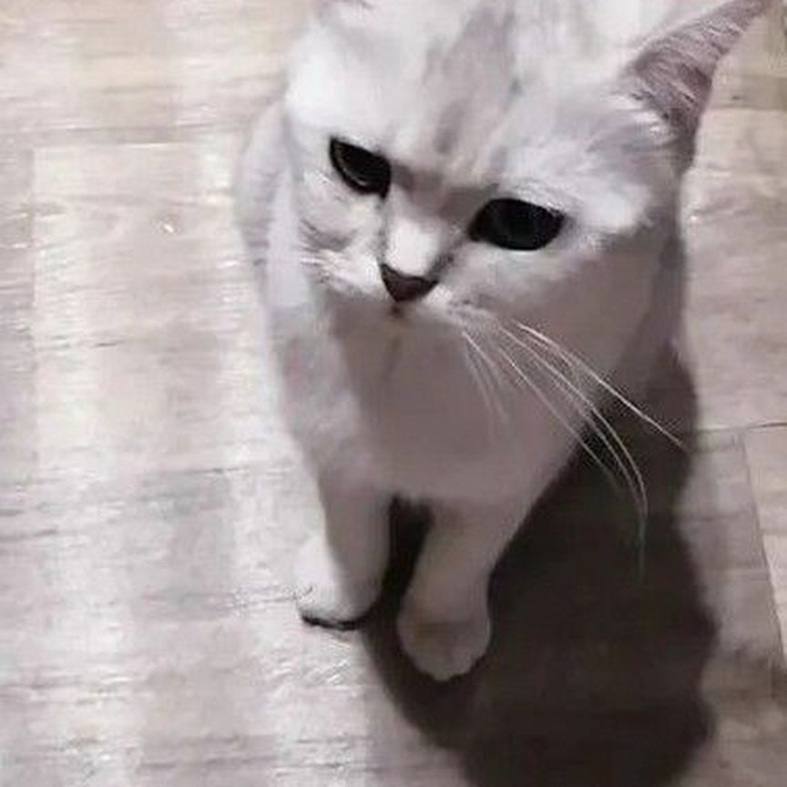 Серебристая шиншилла