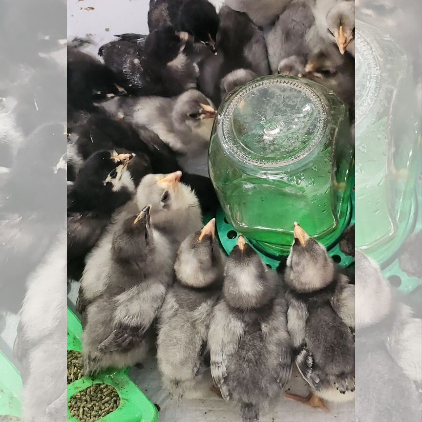 Цыплята суточные несушки