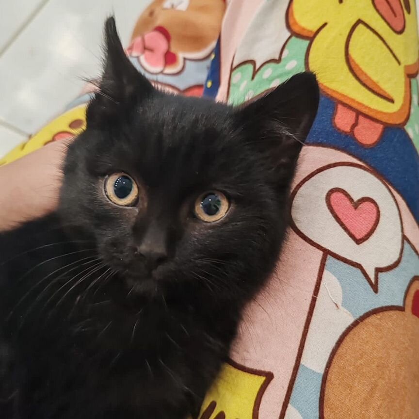 Отдам в добрые руки