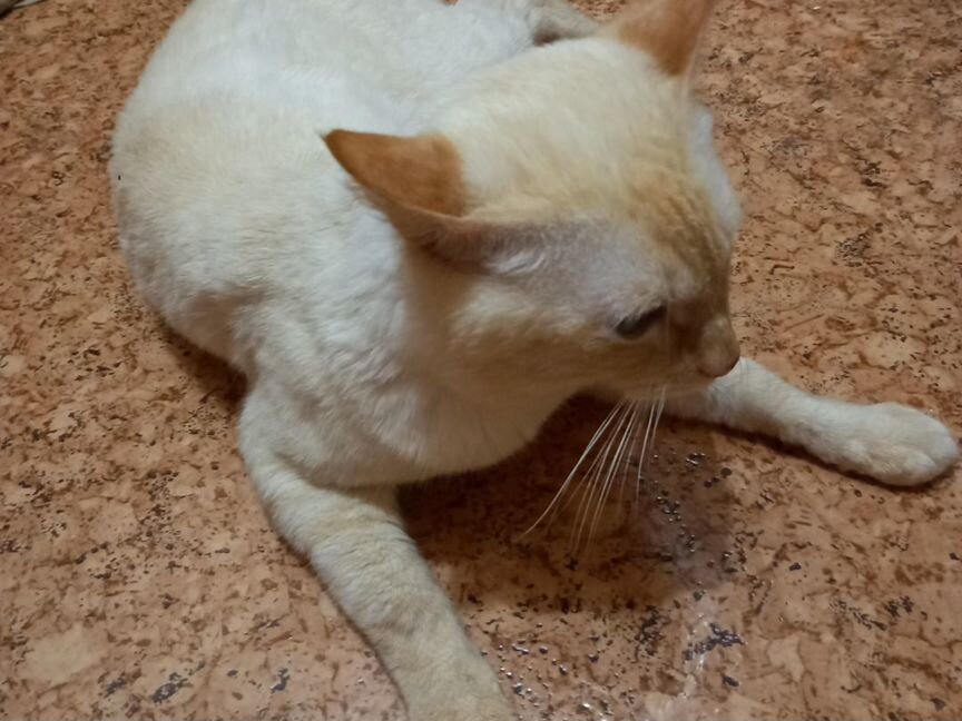 Отдам котика в добрые руки