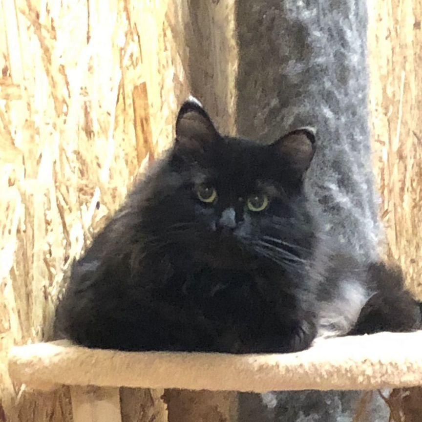 Котик