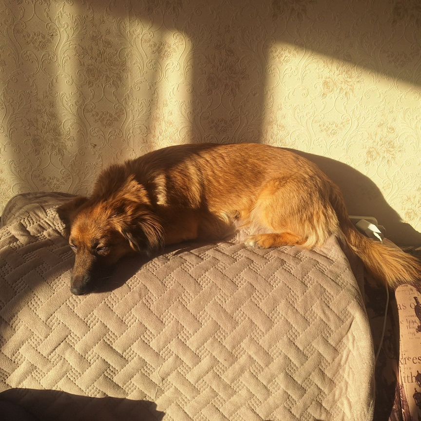 Взрослая собака в добрые руки