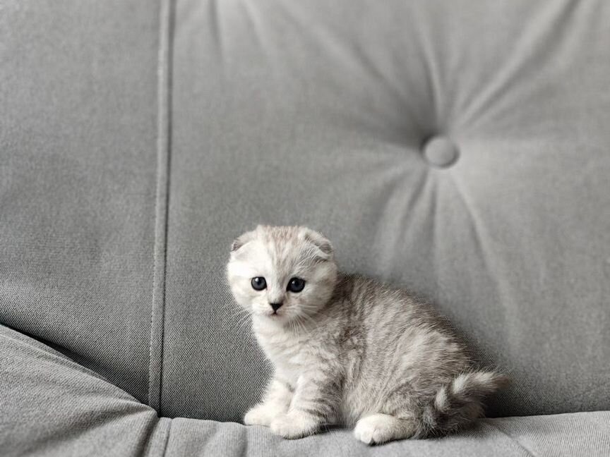 Шотландская вислоухая порода