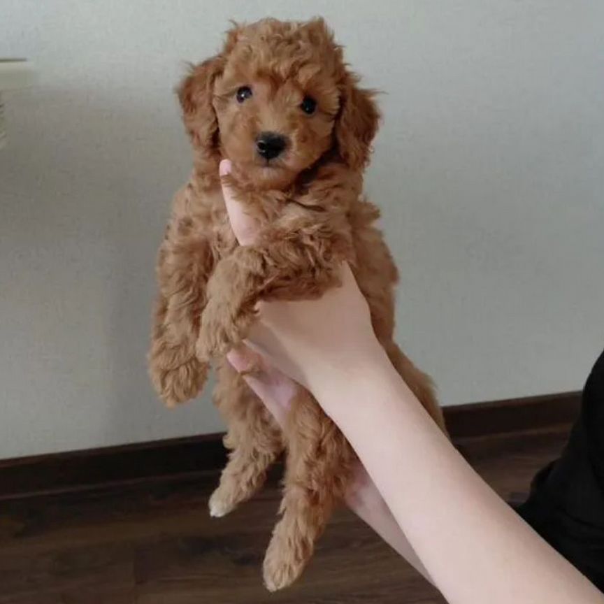 Той-пудель, щенок