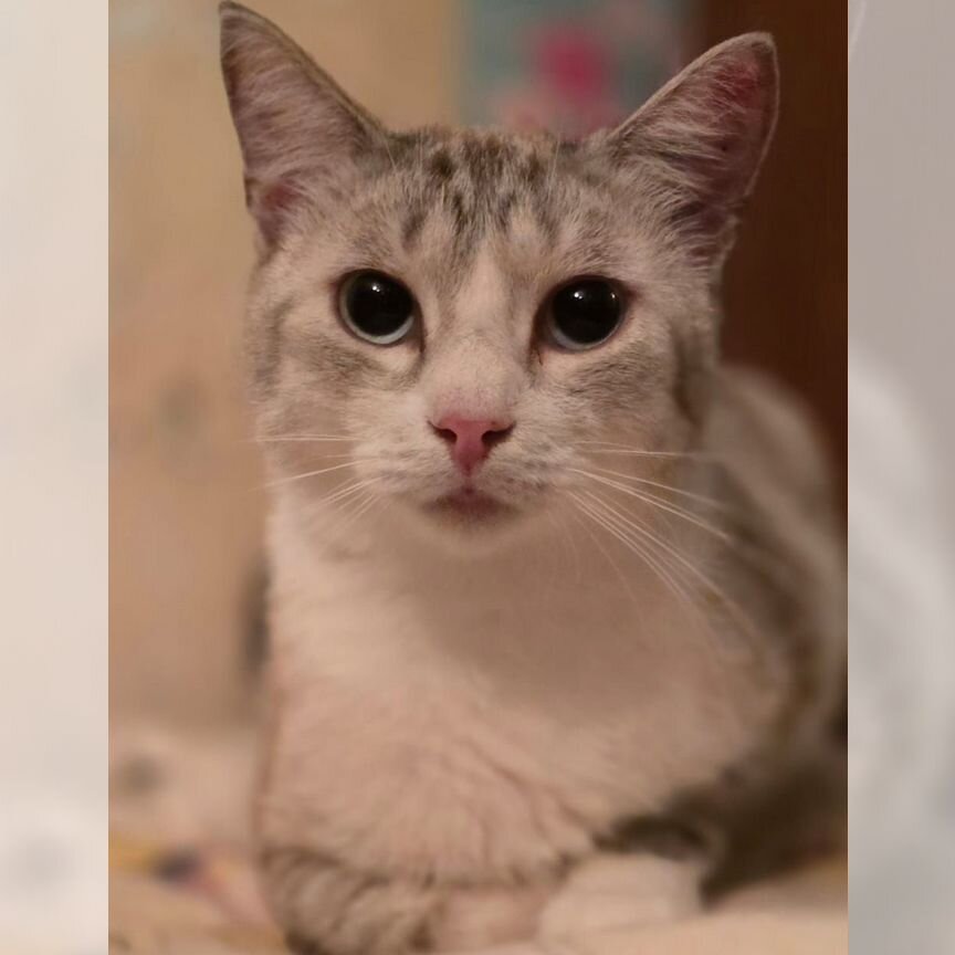 Кот Алик ищет дом