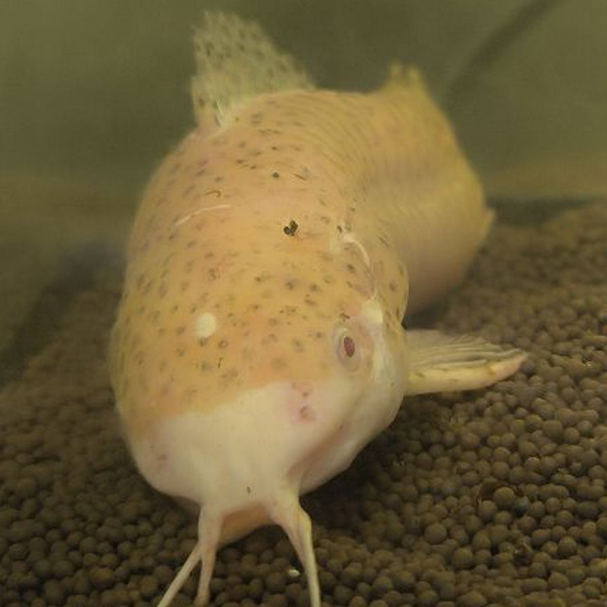 Сомы торакатум, агамикс и анциструс