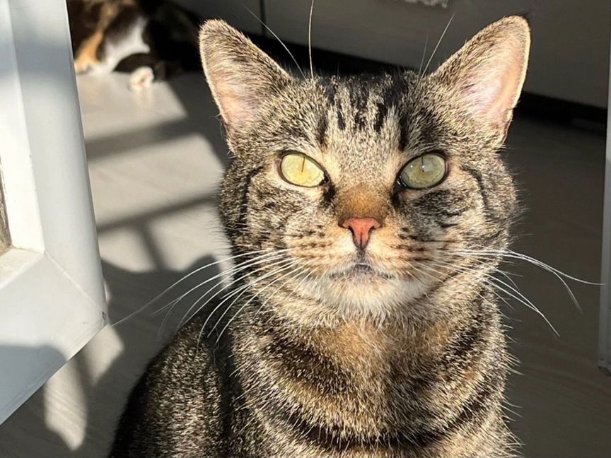 Кот великолепный полосатый