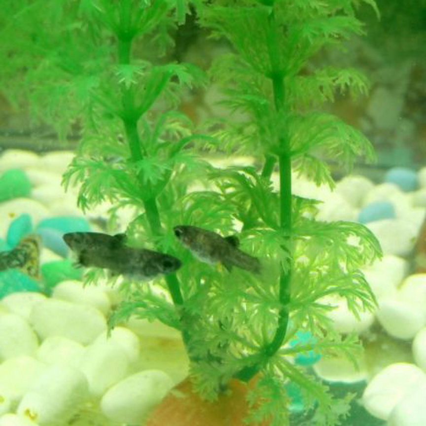 Молинезия пепельный