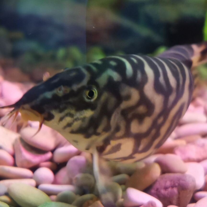 Боция мраморная