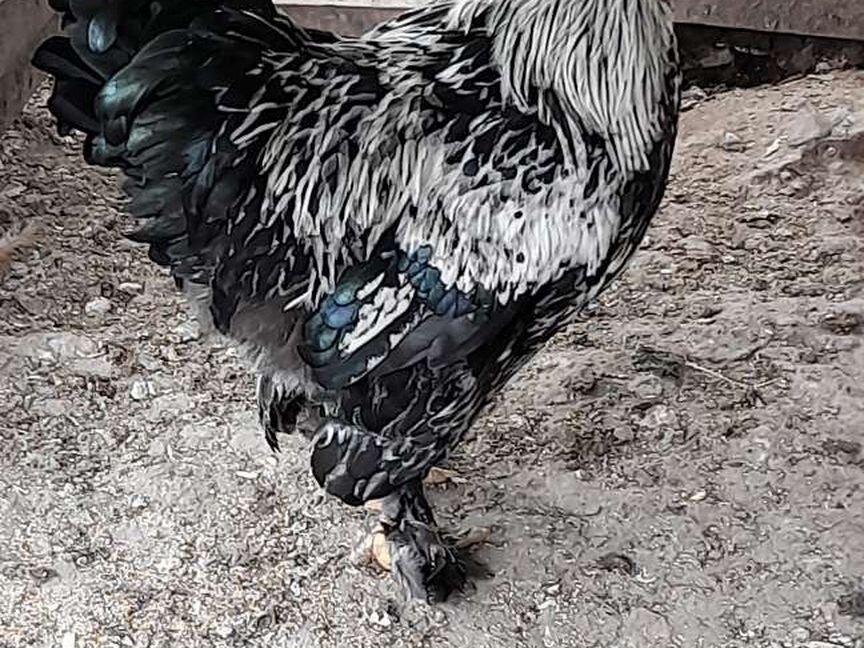 Куры петухи. Брама микс. лохматый