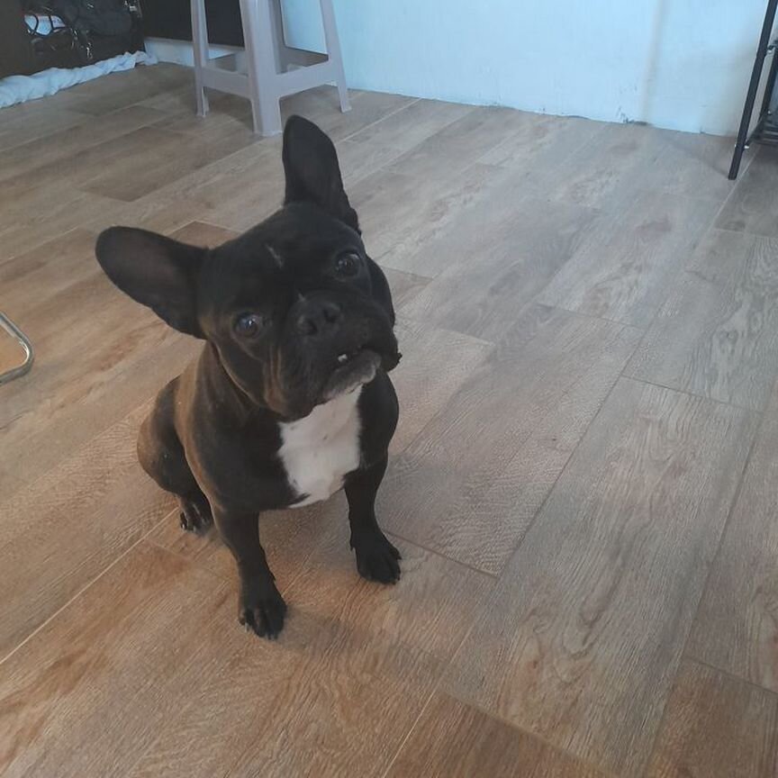 Вязка. Чистокровный французский бульдог