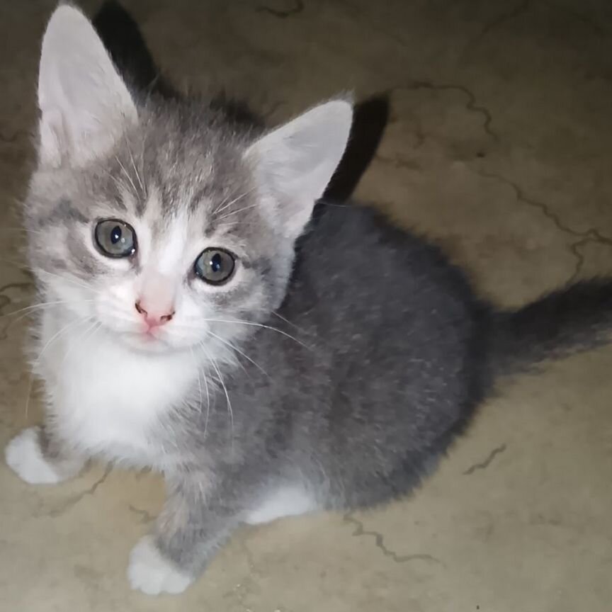 Котёнок в добрые руки