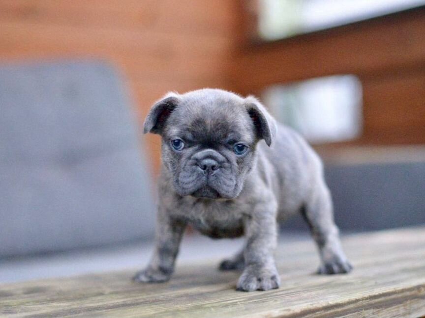 Яркая Тигруша француженка