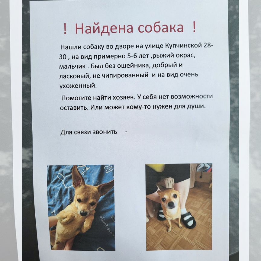 Найдена собака той-терьер