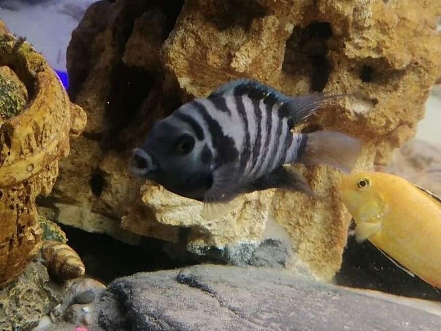 Отдам аквариумных рыб цихлиды