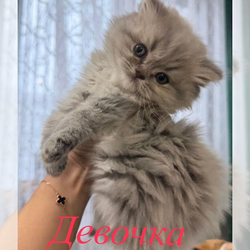 Шотландский вислоухий длинношёрстный котёнок