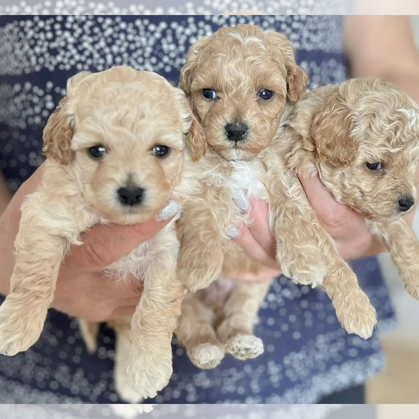 Бишон фризе, щенок