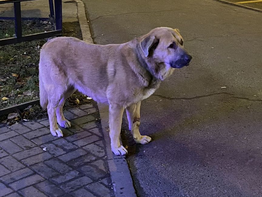 Заберите друга домой