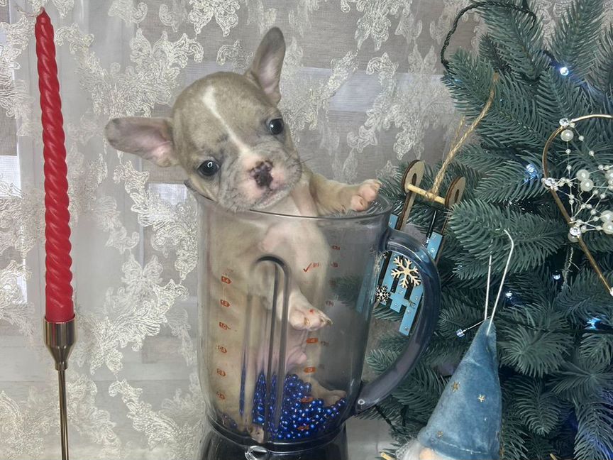 Щенки француза