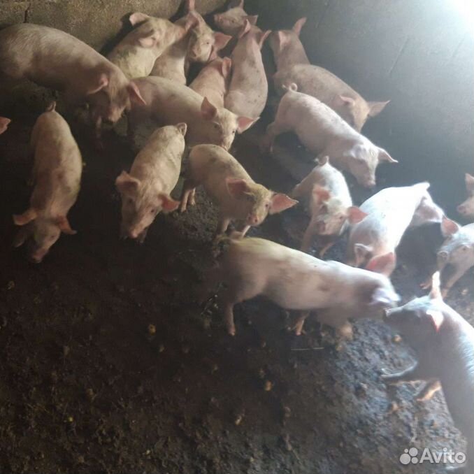 Поросенок ландрас