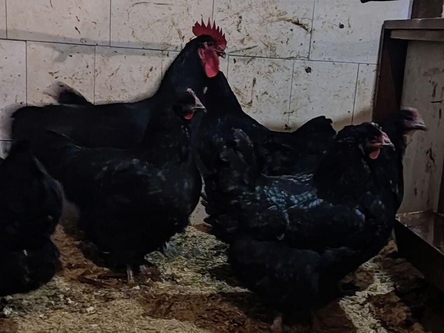 Семейка Джерсийского Гиганта