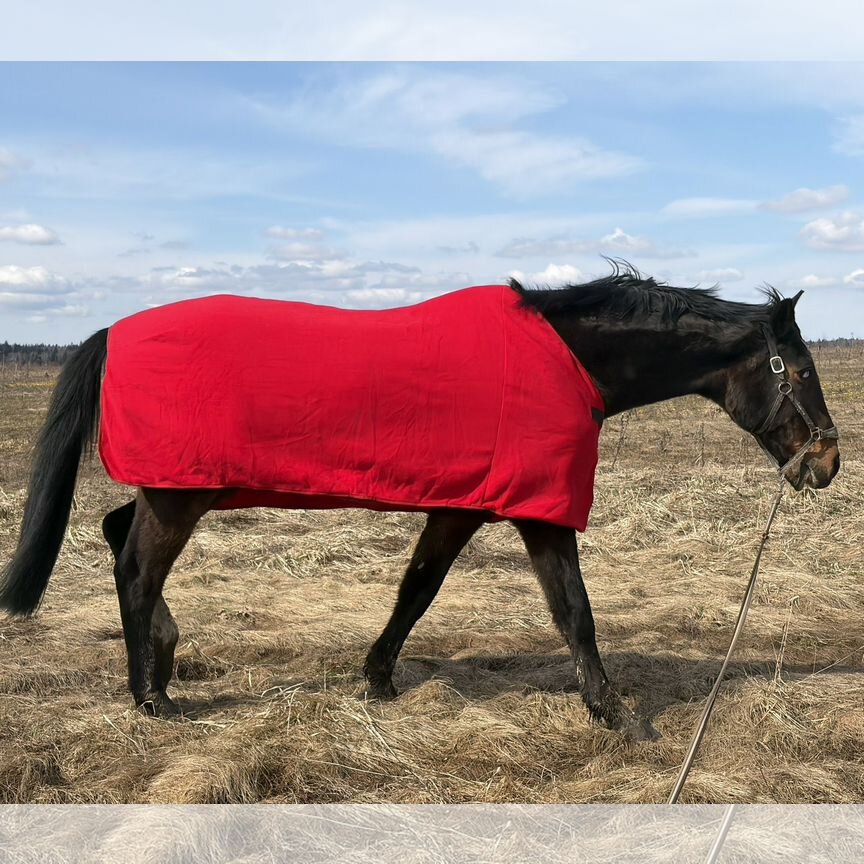 Попона флис 150-170