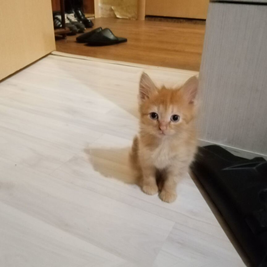 Отдам рыжих котиков в добрые руки
