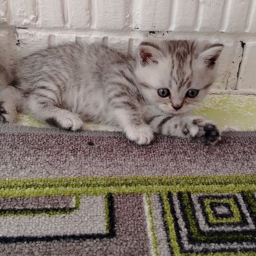 Шотландский прямоухий короткошёрстный котёнок