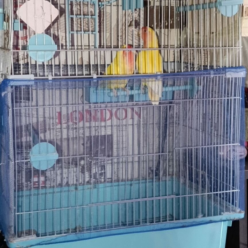 Попугай неразлучники с клеткой