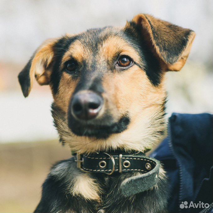 Собака щенок Флора из приюта мечтает о доме