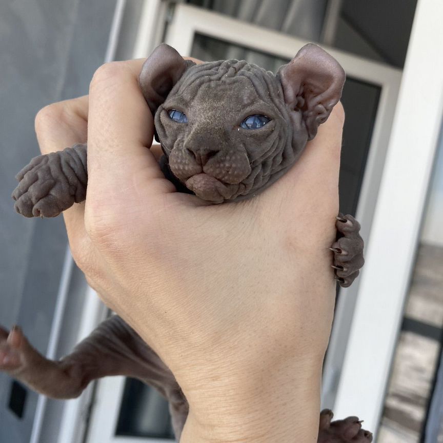 Канадский сфинкс эльф котенок