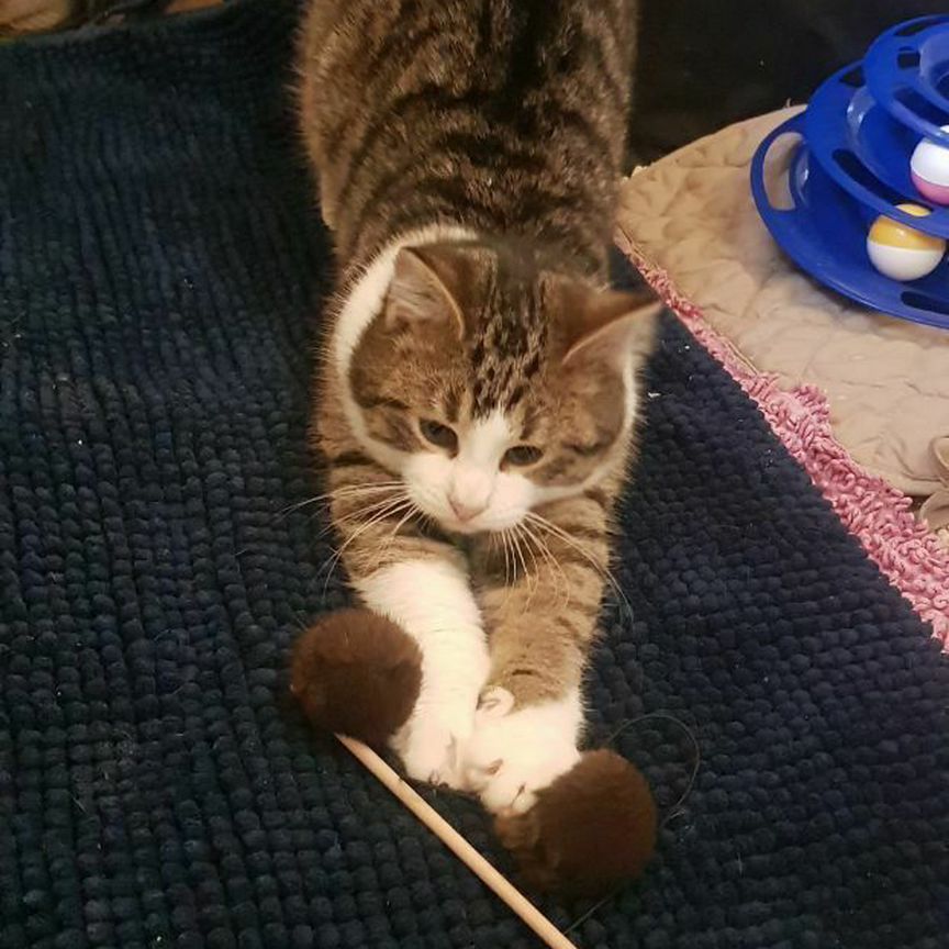 Котик 3 мес