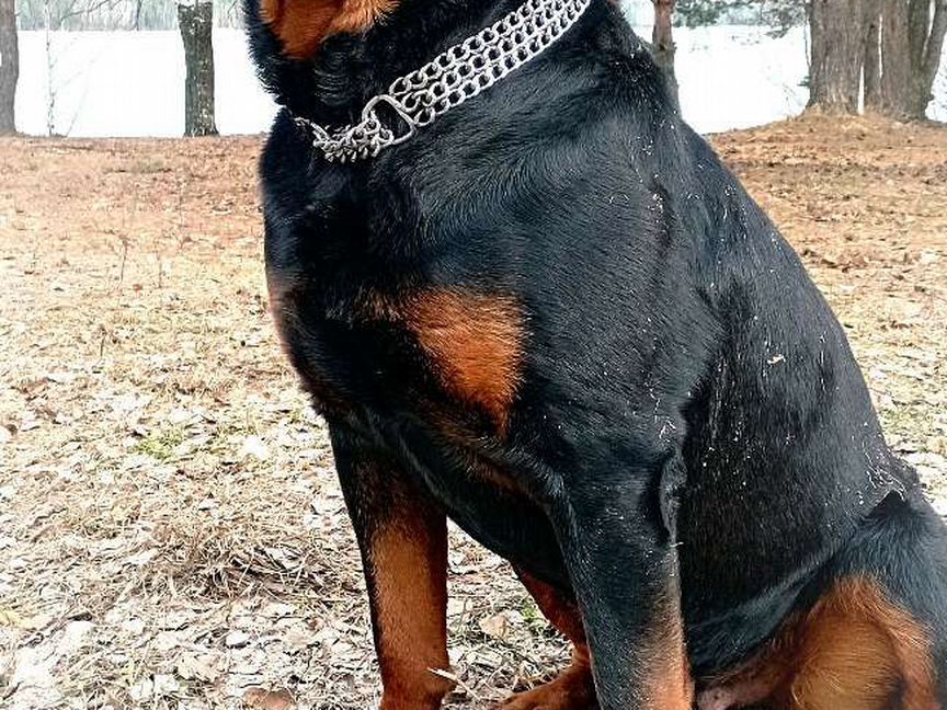 Вязка ротвейлера