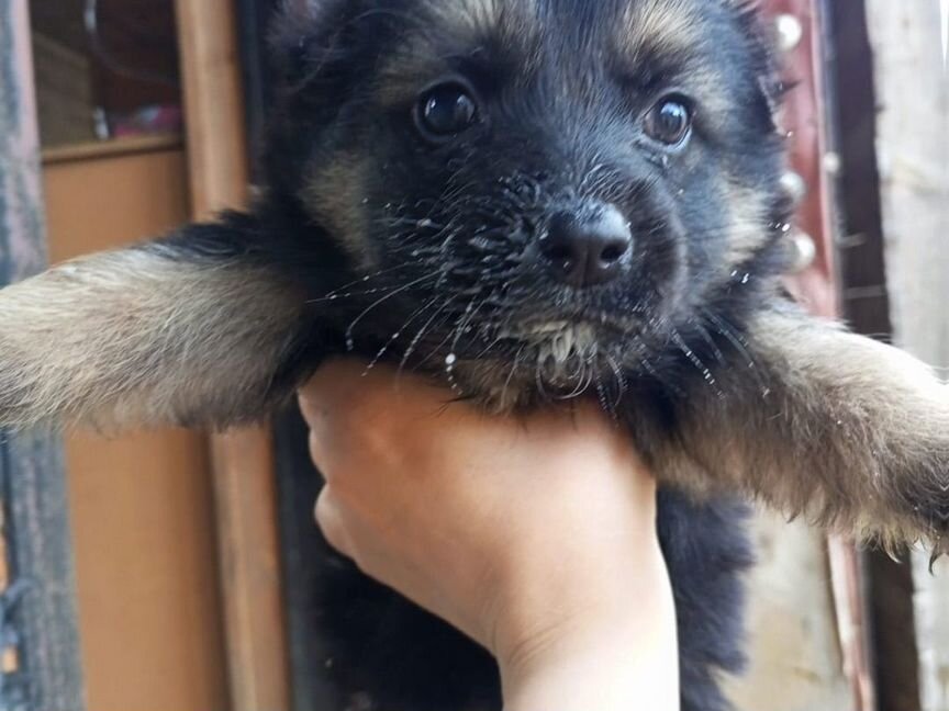 Щенков ждет улица