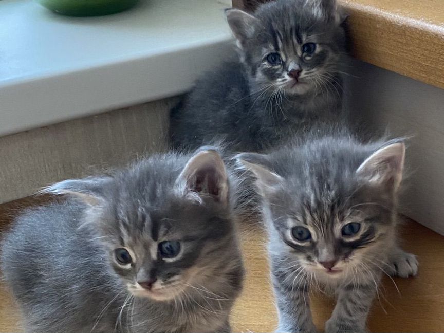 Серый кот - не знай хлопот