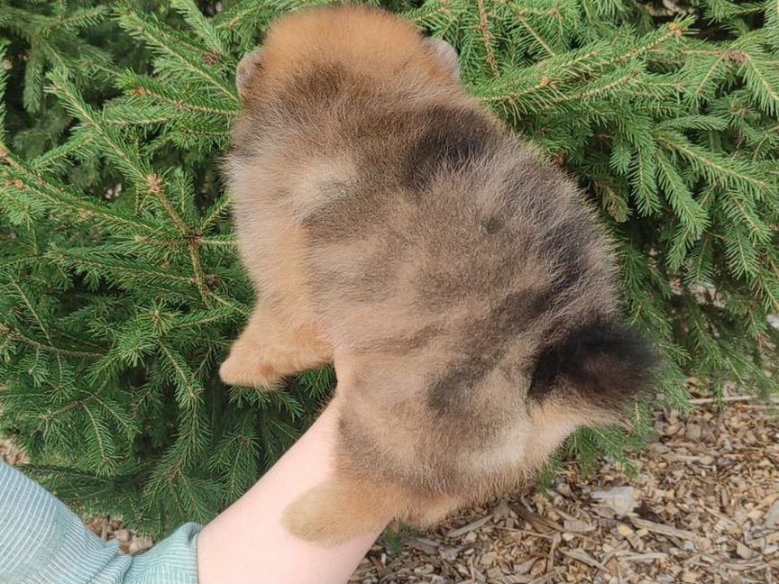 Мраморная девочка с документами