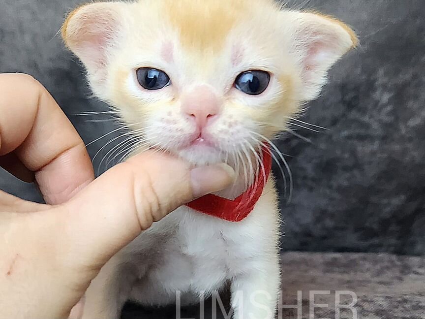 Бурманский котенок
